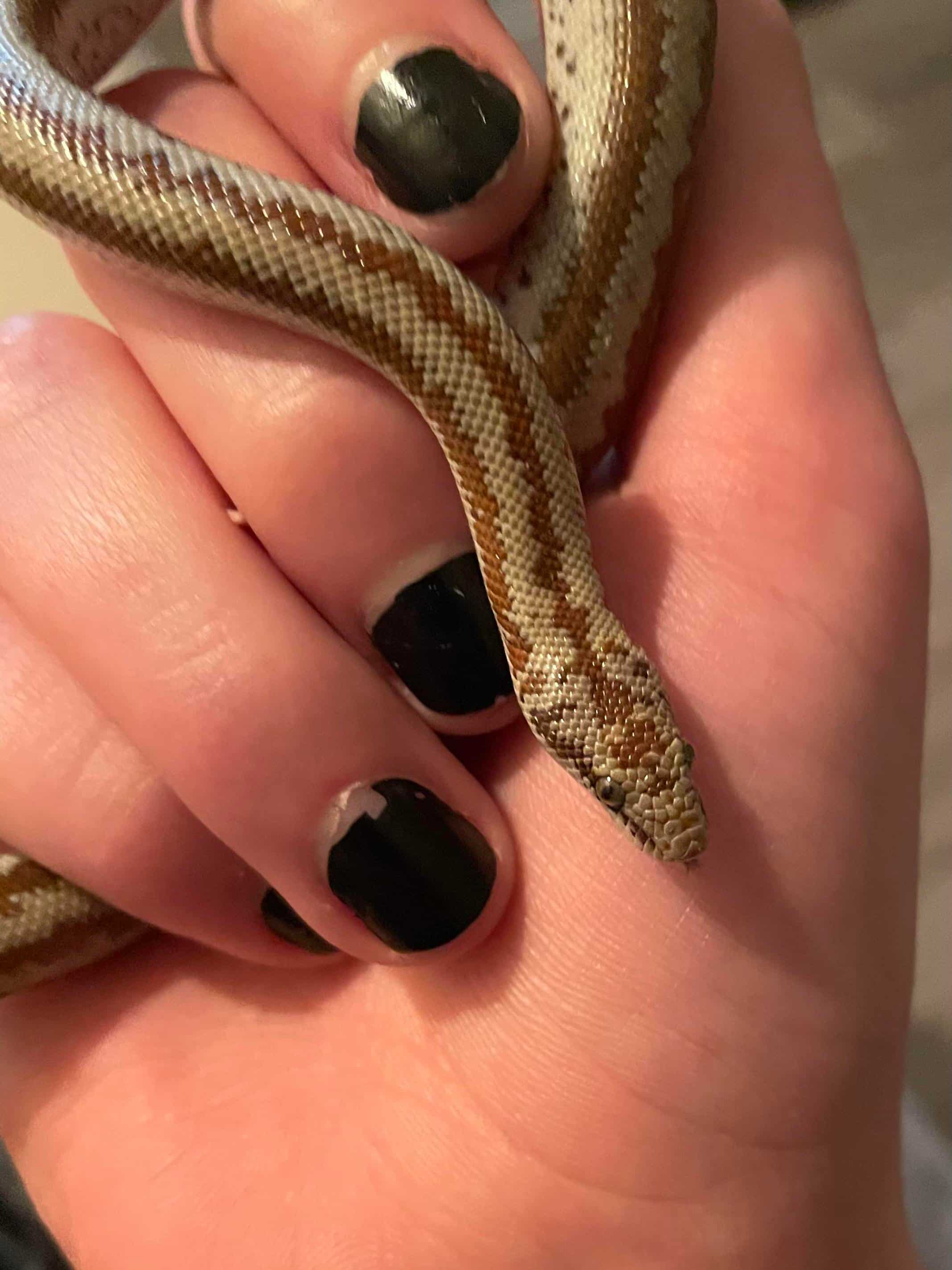 8 small pet snakes that are beginner-friendly