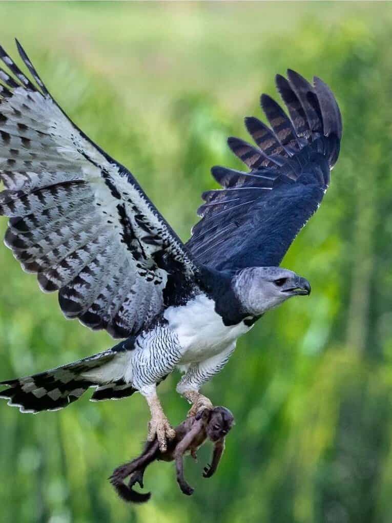 7 deadliest birds in the world