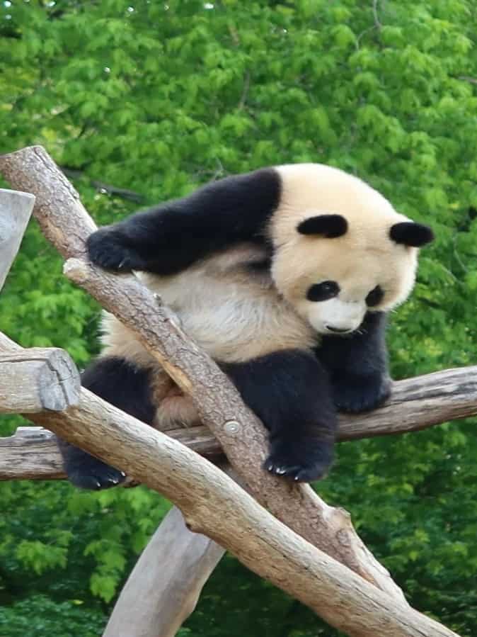 6 interesting facts about Pandas