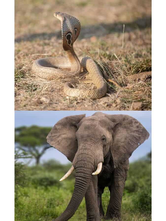 Can King Cobra kill an elephant in one bite?