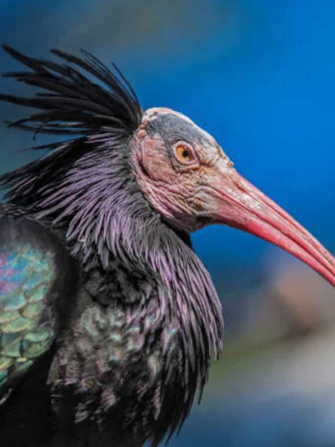 Once considered extinct, this bird returns after 300 years