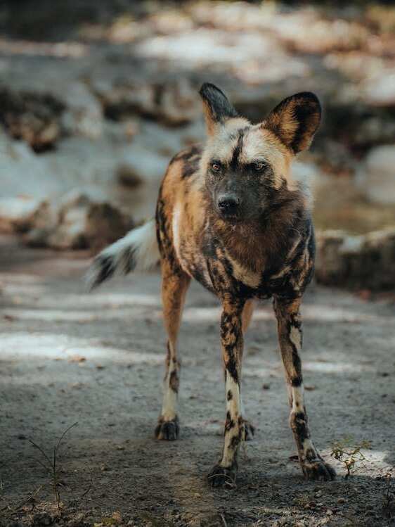 7 most smelliest animals in the world