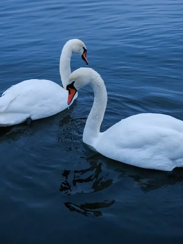 6 most romantic animals in the world