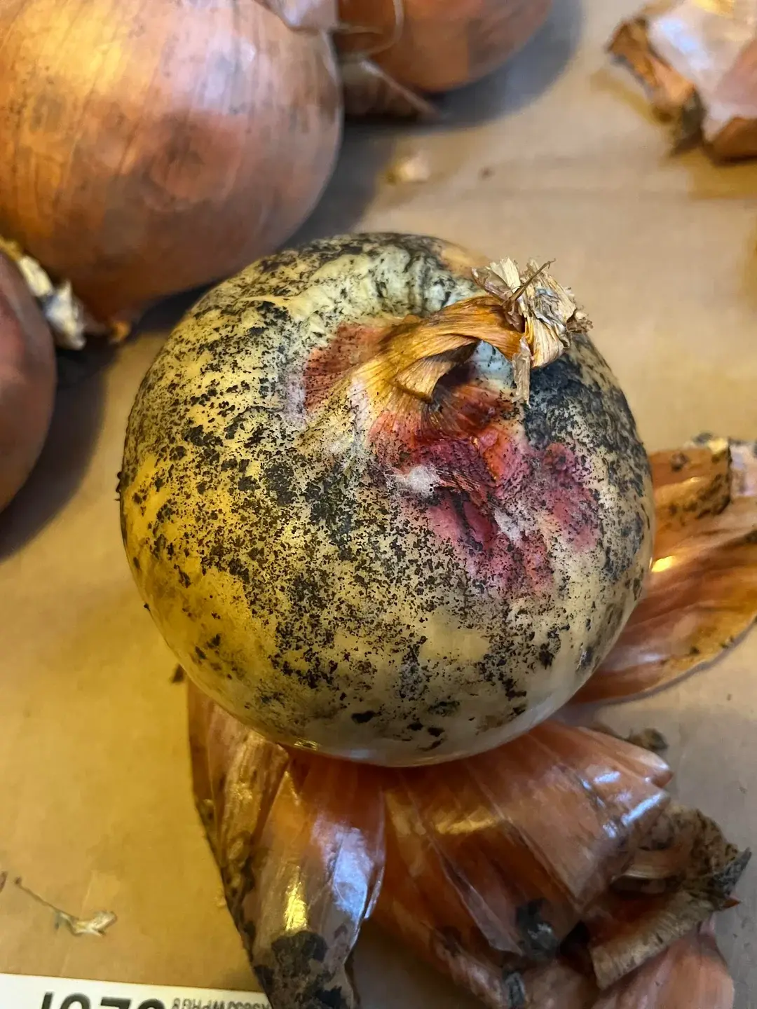 What are black spots on onions and why are they caused?