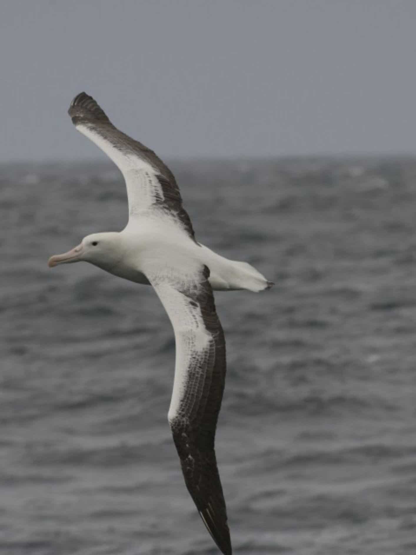 7 birds that can sleep while flying