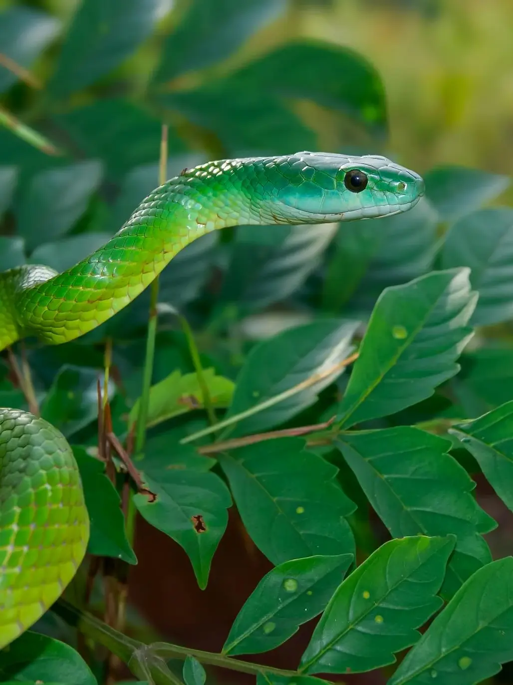 5 non-venomous snakes in the world