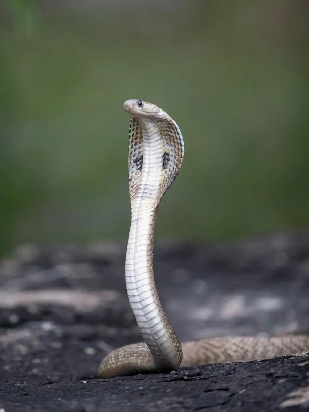 6 interesting facts about King cobra