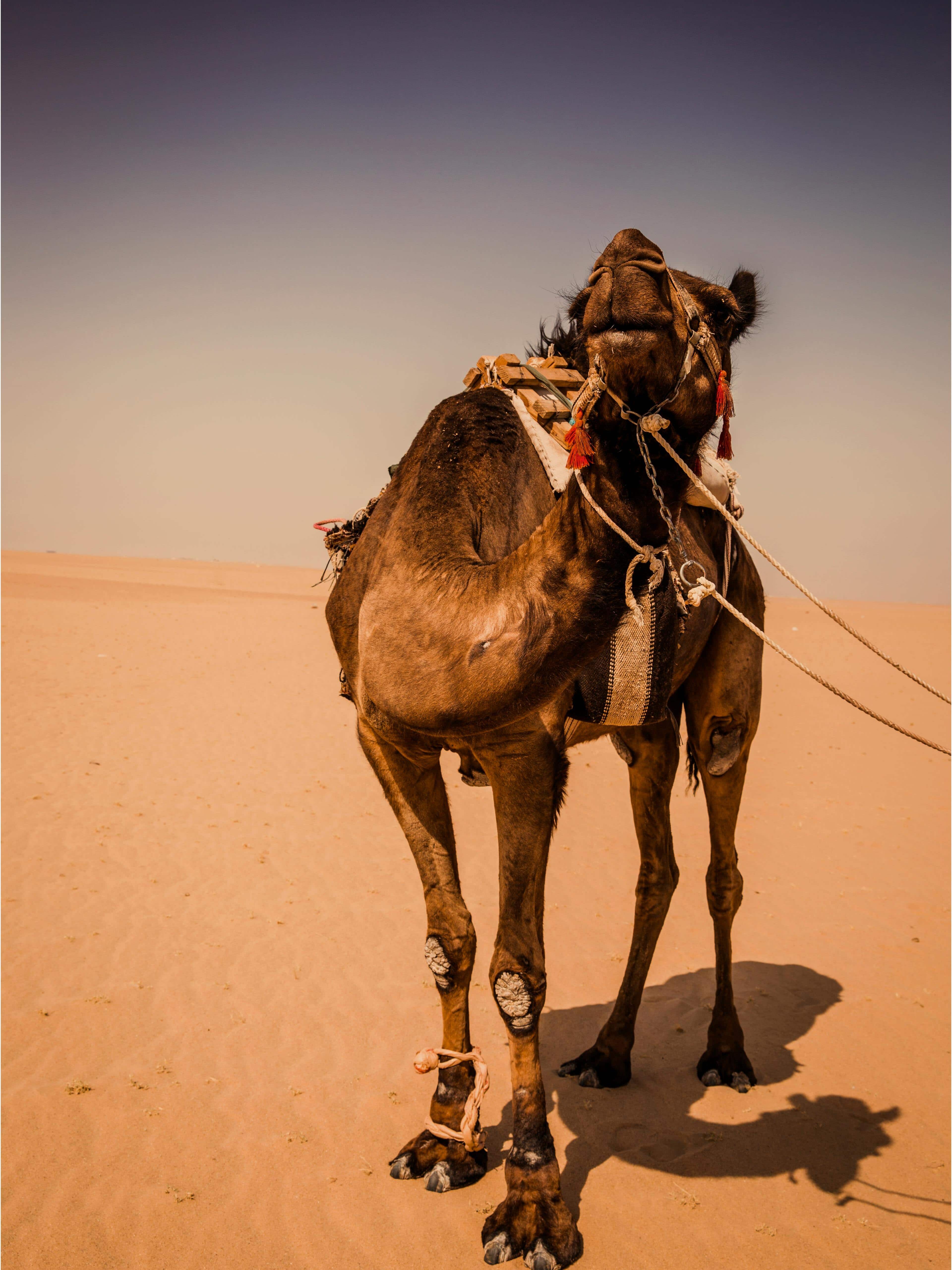 Animals that can sleep while standing