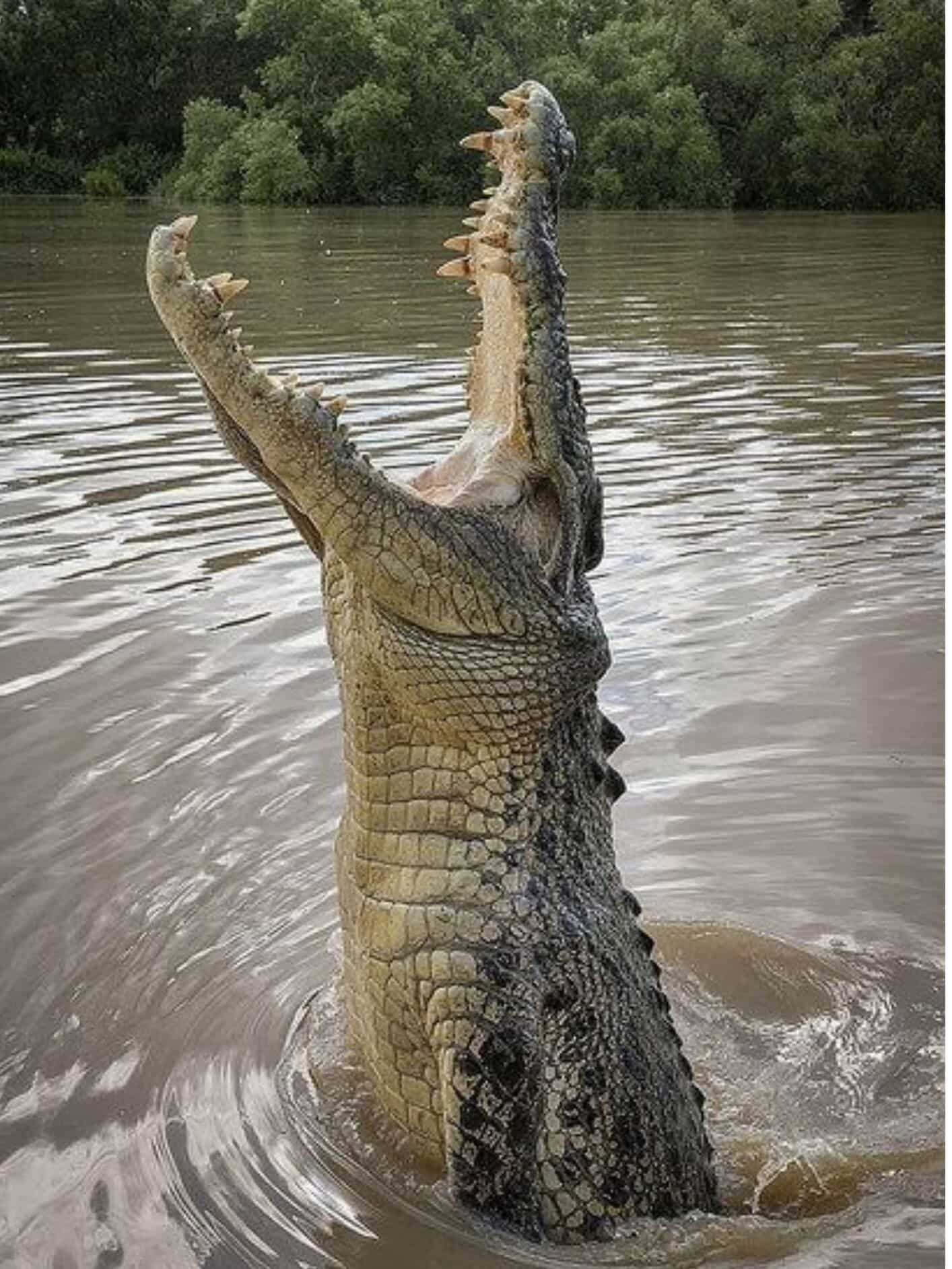 5 largest crocodiles on Earth