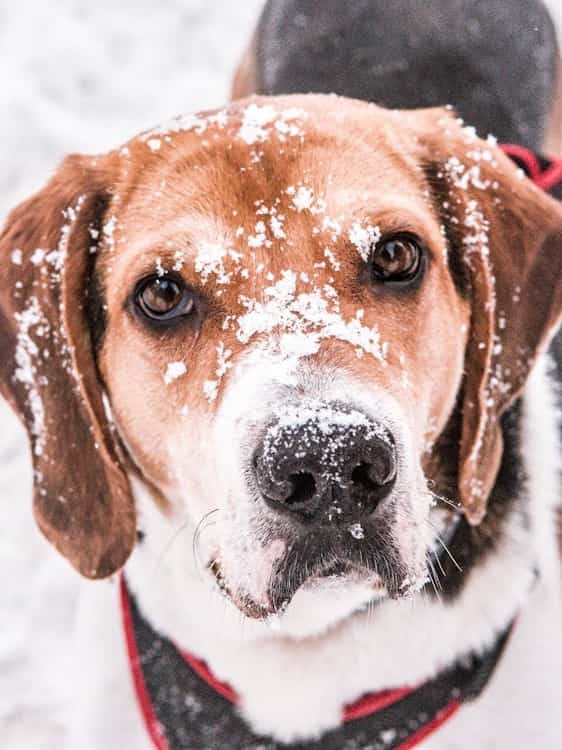 7 ways to keep your pets warm this winter