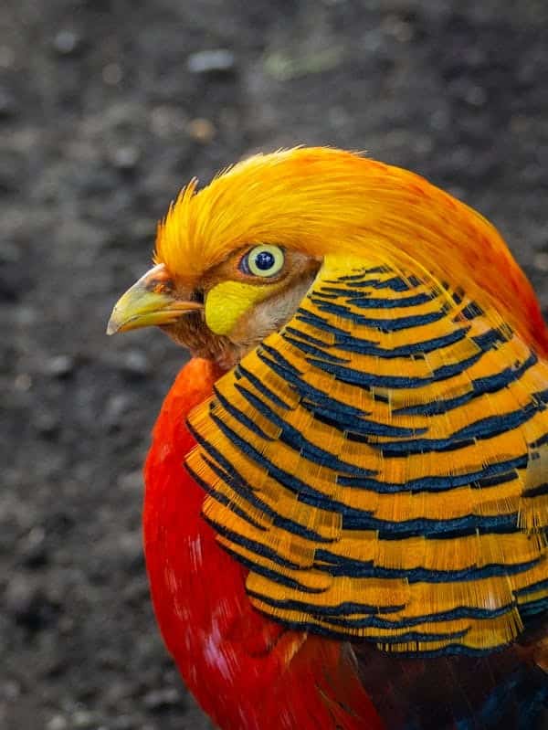 7 most beautiful golden animals on earth