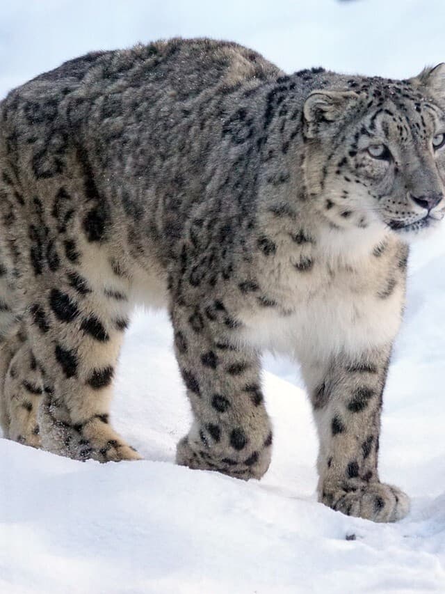 10 endangered animals back from brink of extinction