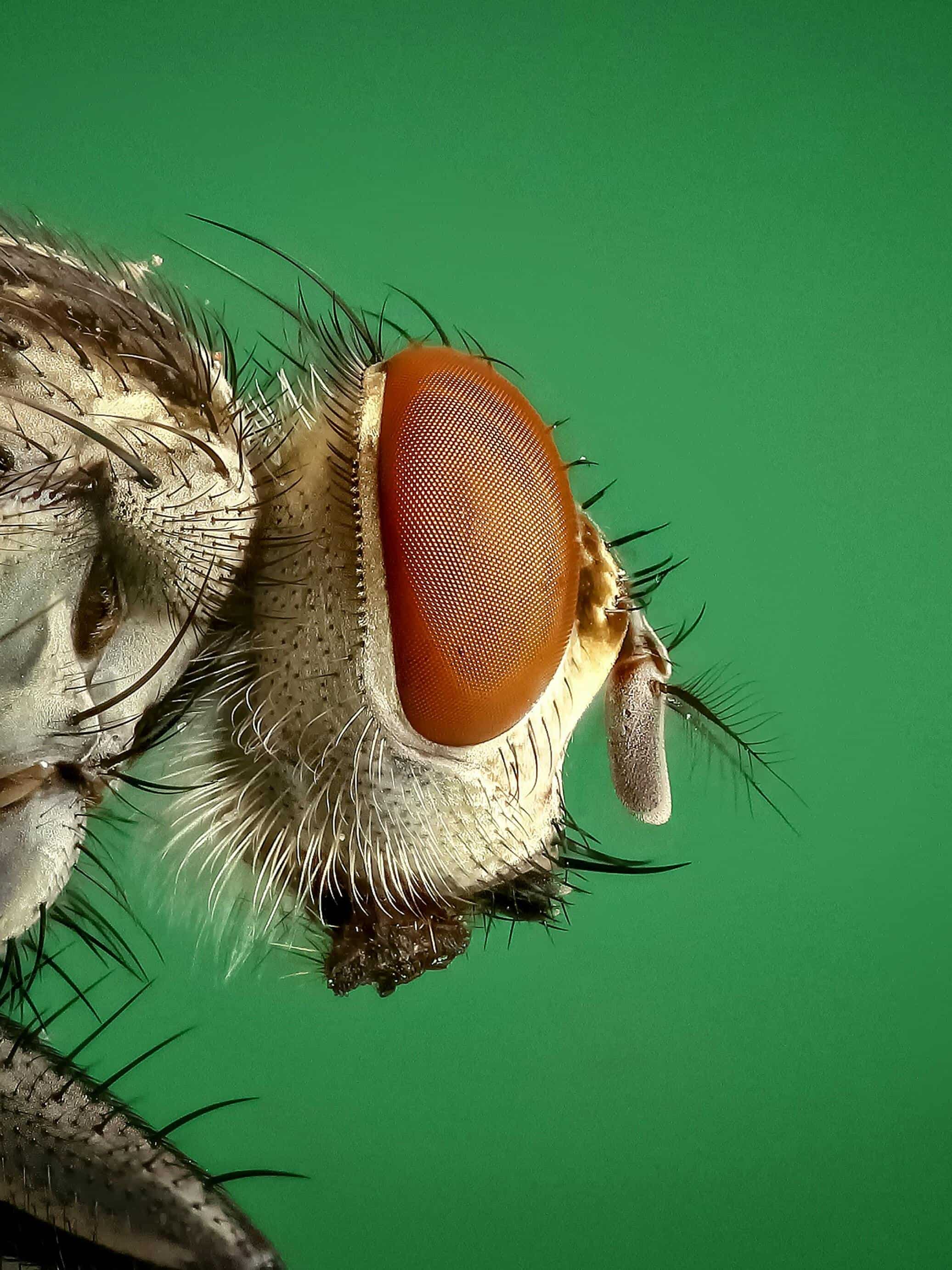 7 animals that have shortest lifespan