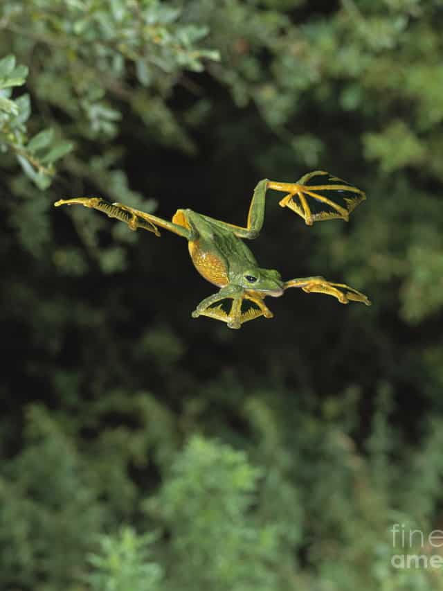 8 animals that can fly without wings