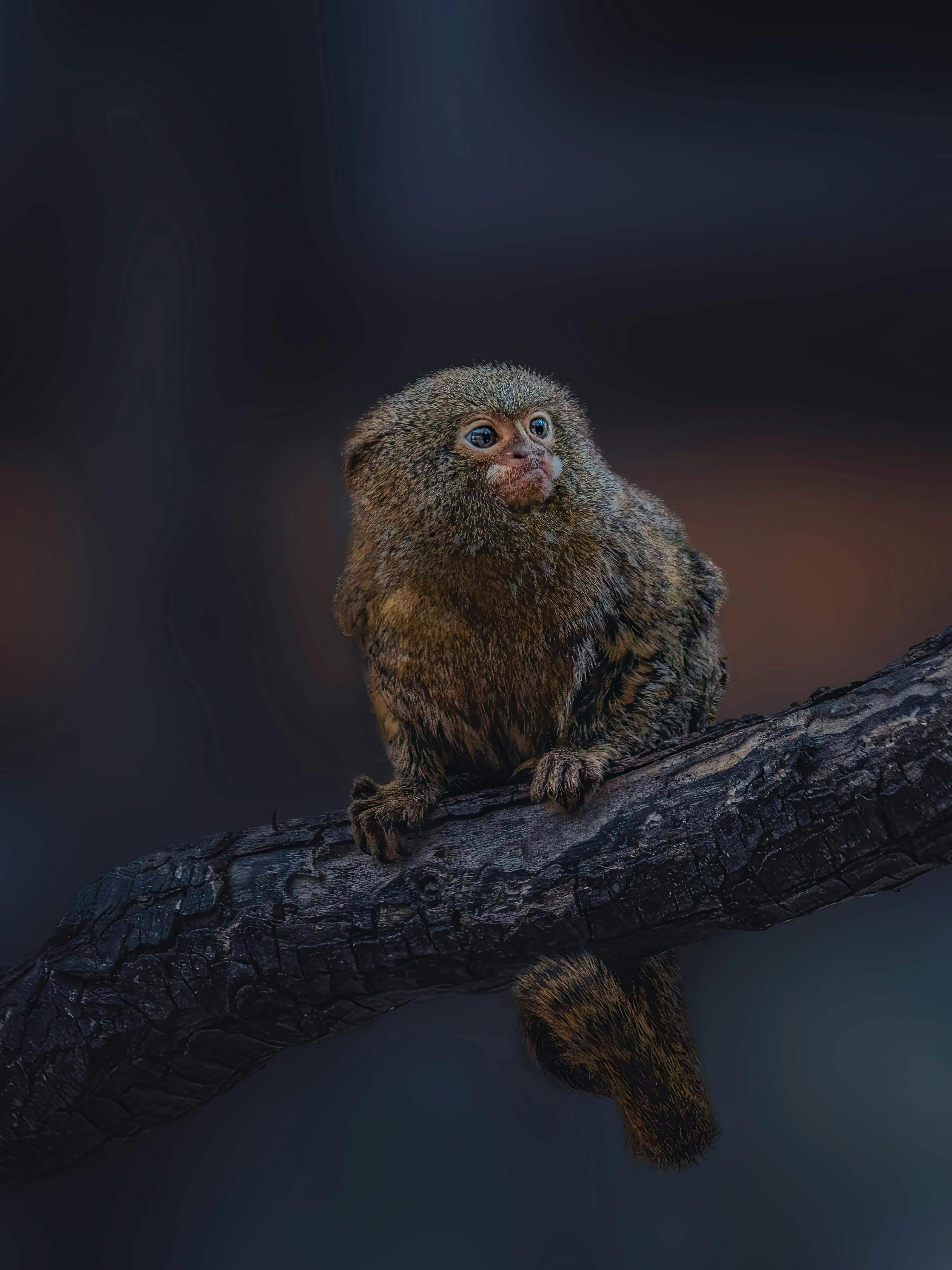 7 silliest animals in the world