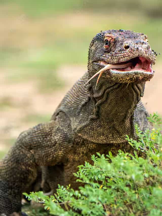 10 animals with stickiest skin