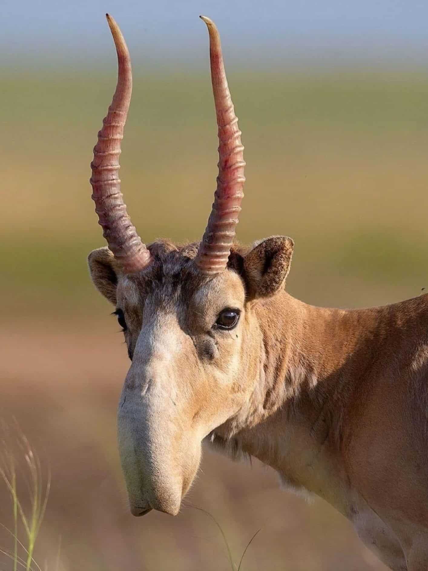 8 animals that have unusual noses