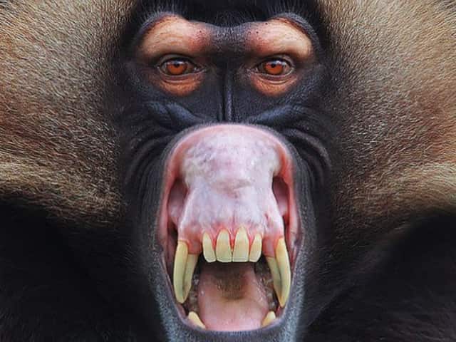 8 animals with sharpest teeth