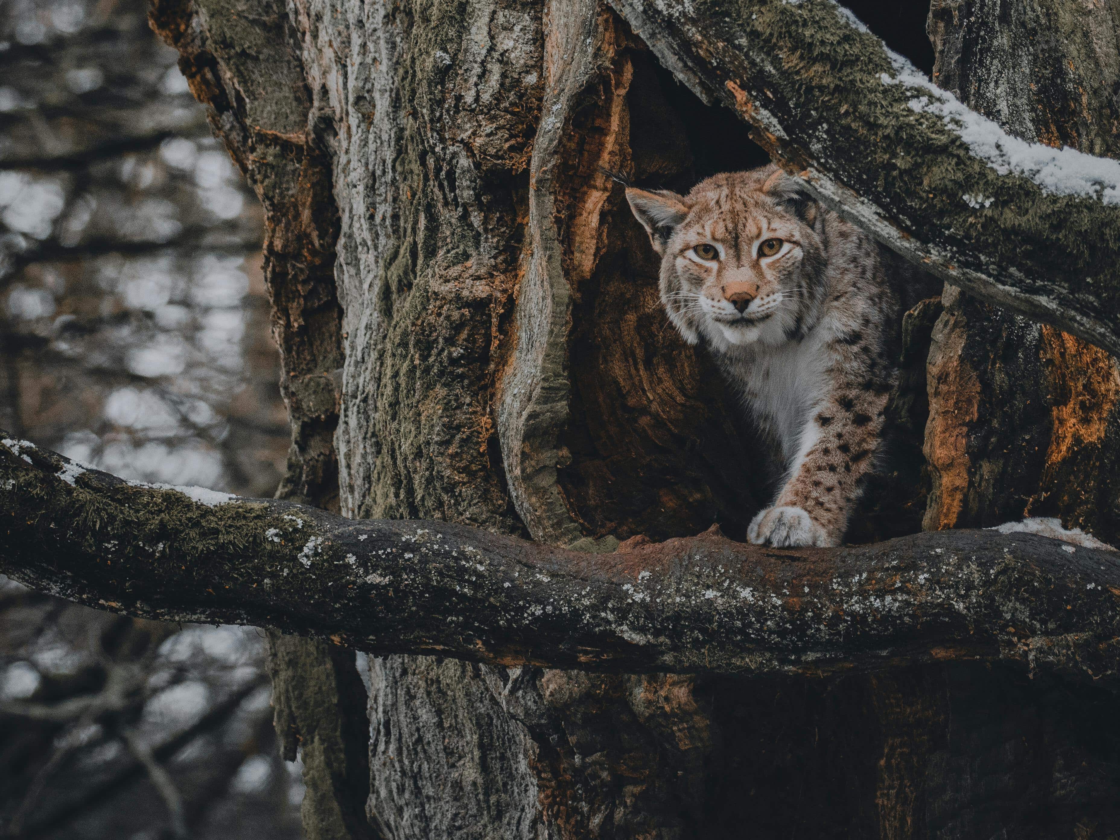 Animals found only in Mediterranean Basin