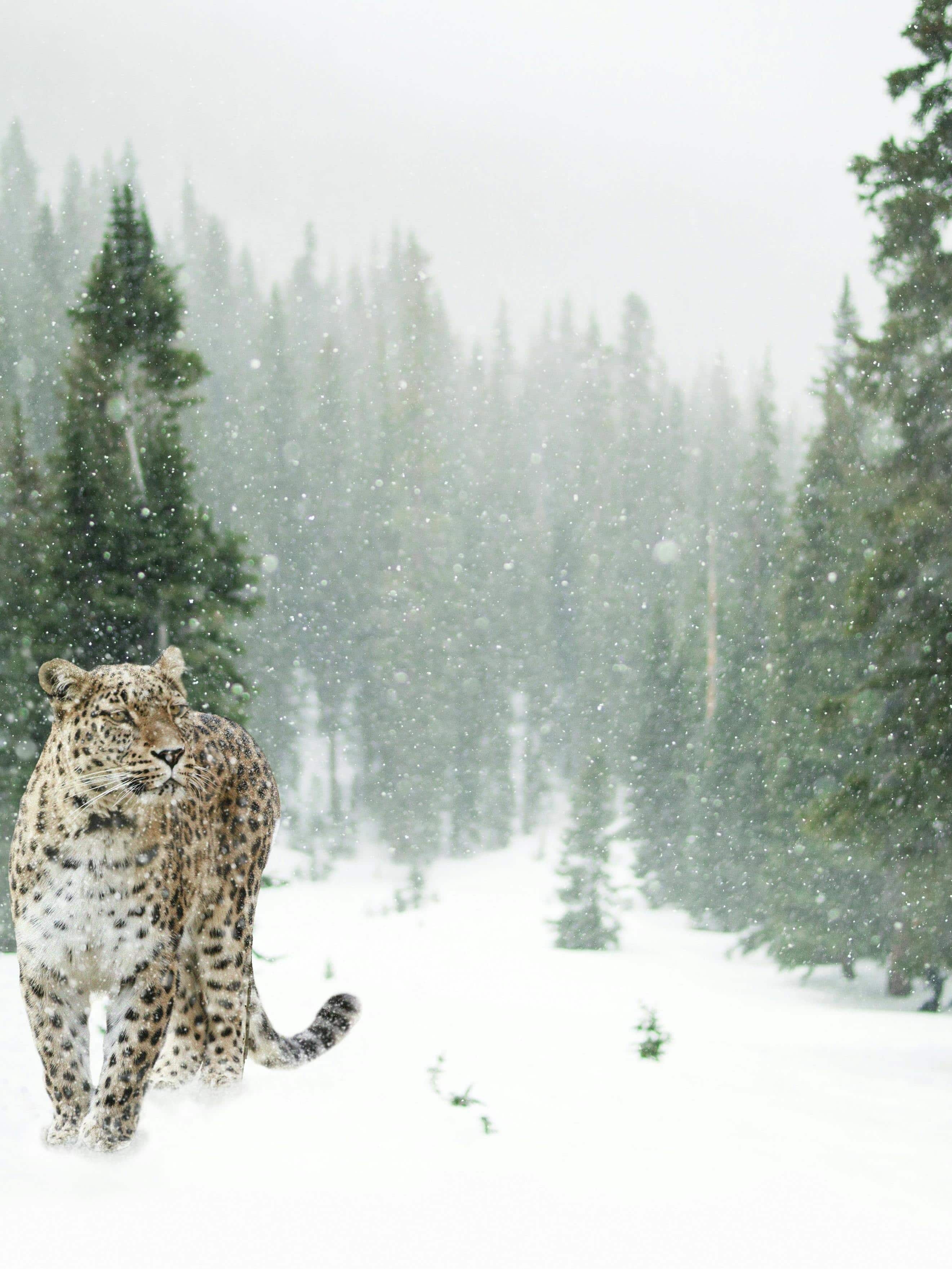 7 animals who struggle to survive in extreme conditions