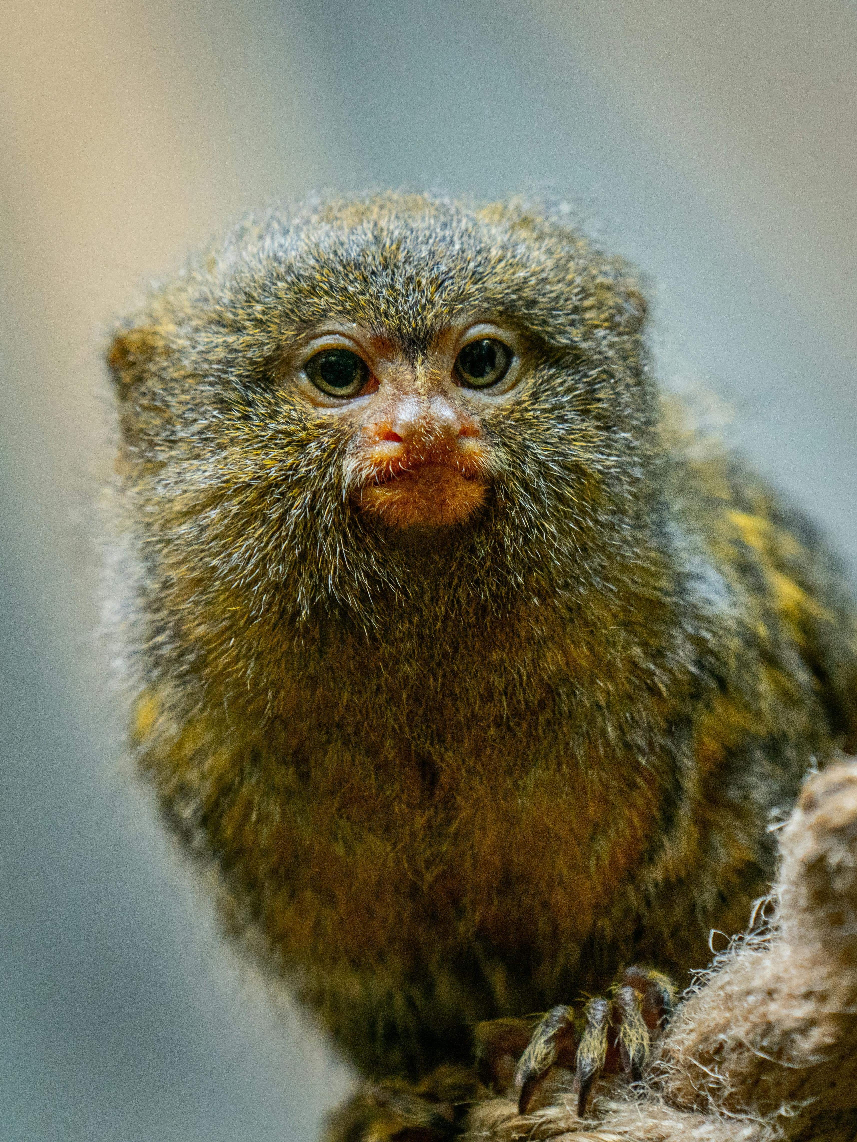 7 unique animals in the world