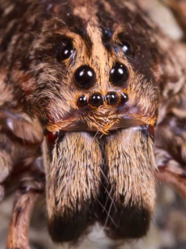 10 animals with multiple eyes