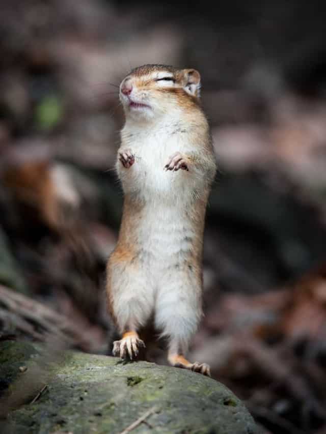 10 animals that sleepwalk