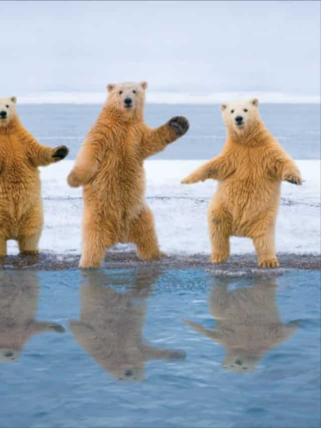 10 animals that can dance