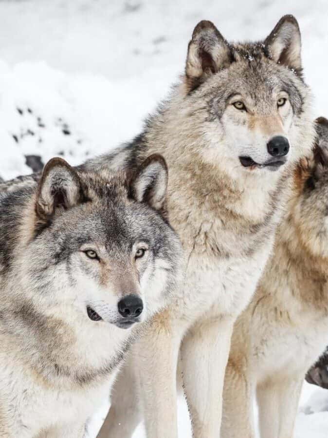 10 most vengeful animals in the world