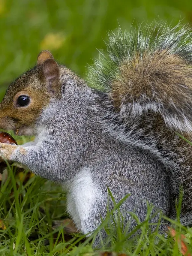 6 animals that can sing