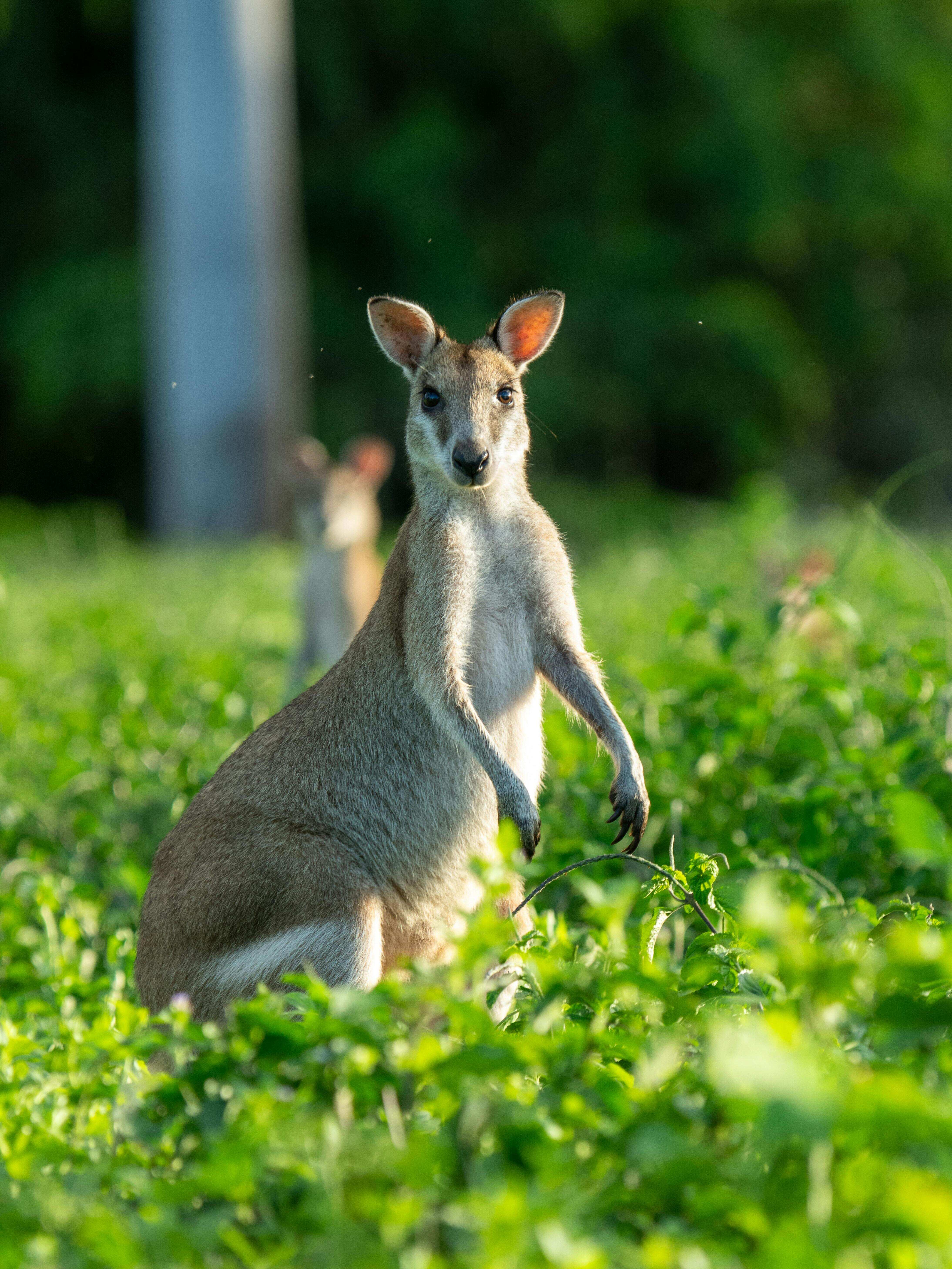 8 animals that can survive without food and water for months