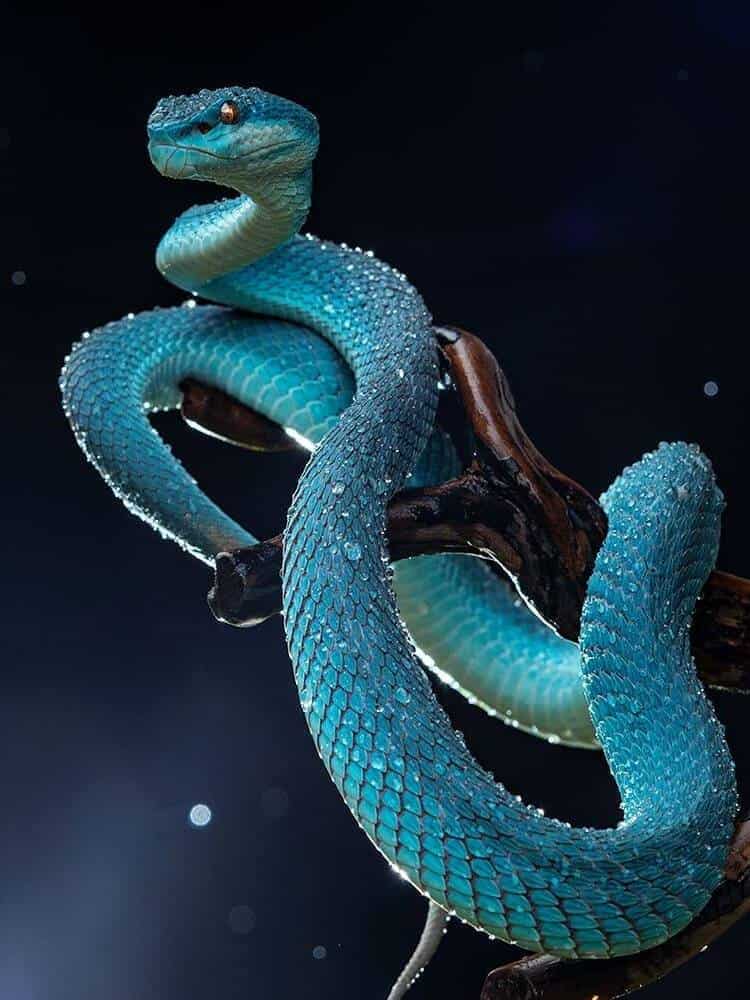 Most beautiful snakes in world