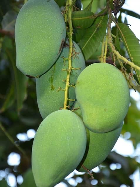 5 must-try ways to enjoy raw mangoes