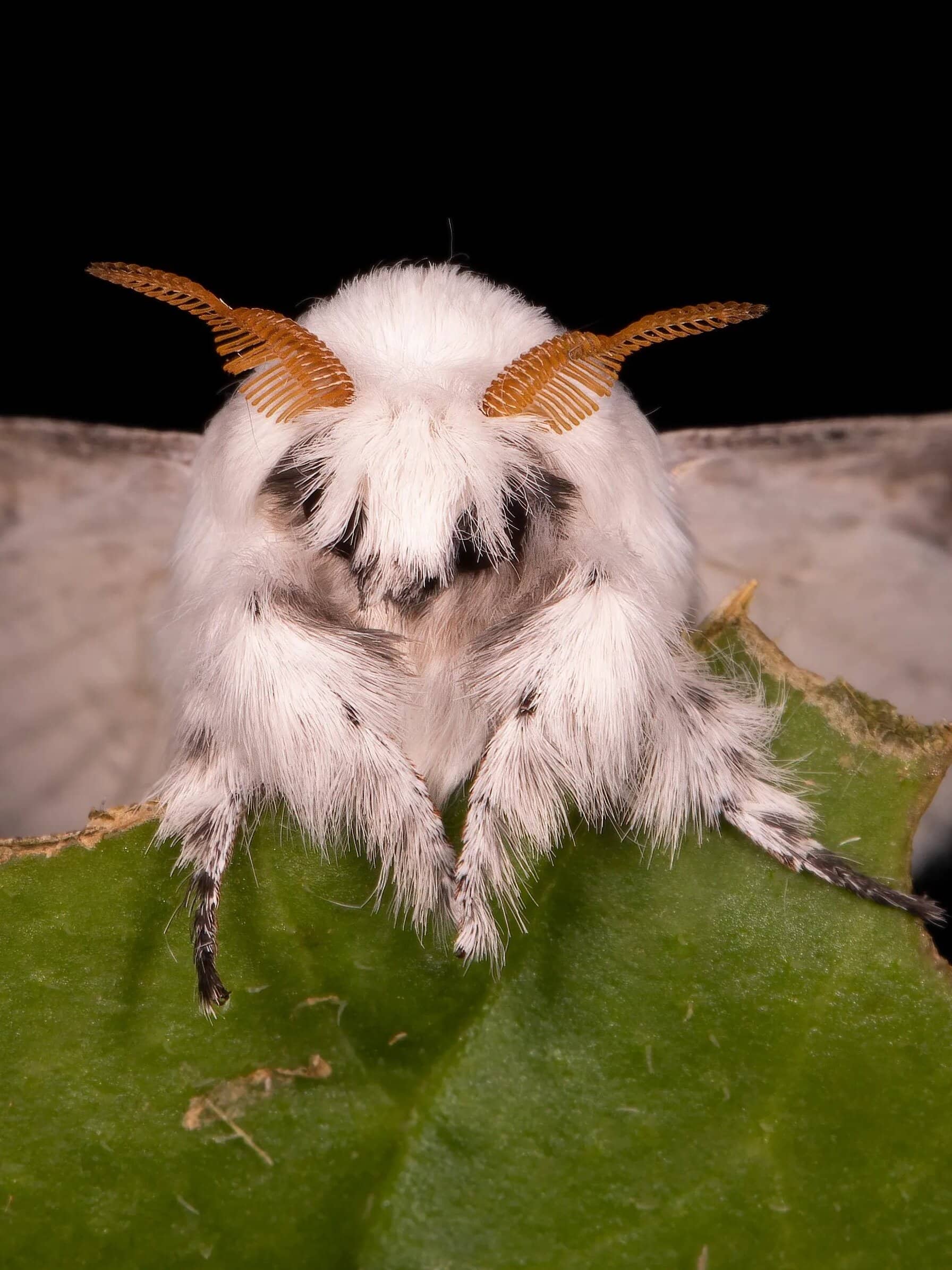 5 animals with the strongest sense of smell