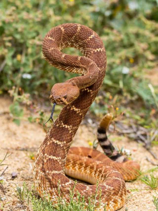 7 snakes that attack in blink of an eye