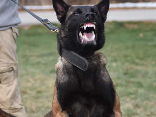 10 most dangerous dog breeds in world