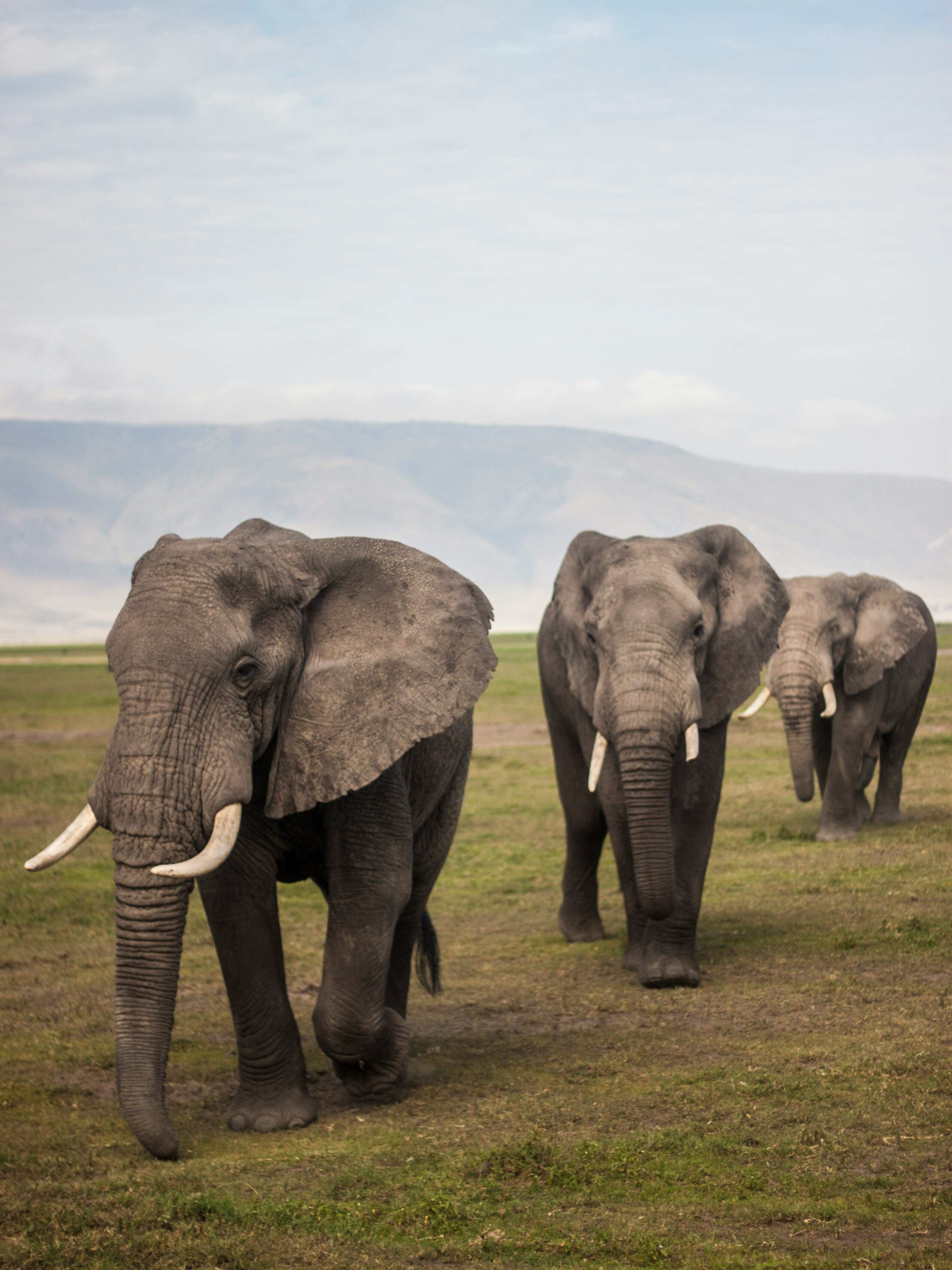 10 innocent-looking animals that are surprisingly lethal