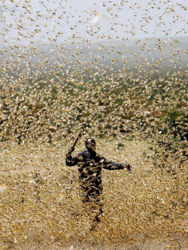 10 insects that can destroy an entire city