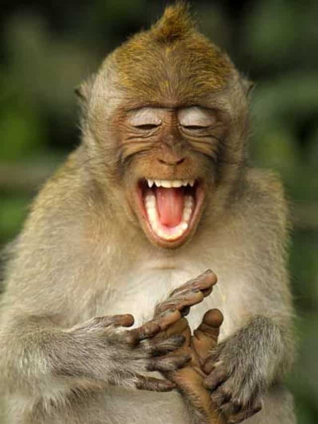 8 most cunning animals