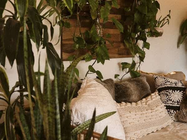 8 house plants you don’t need to water frequently