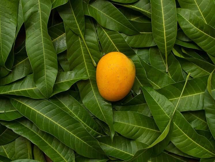 Health benefits of mango leaves