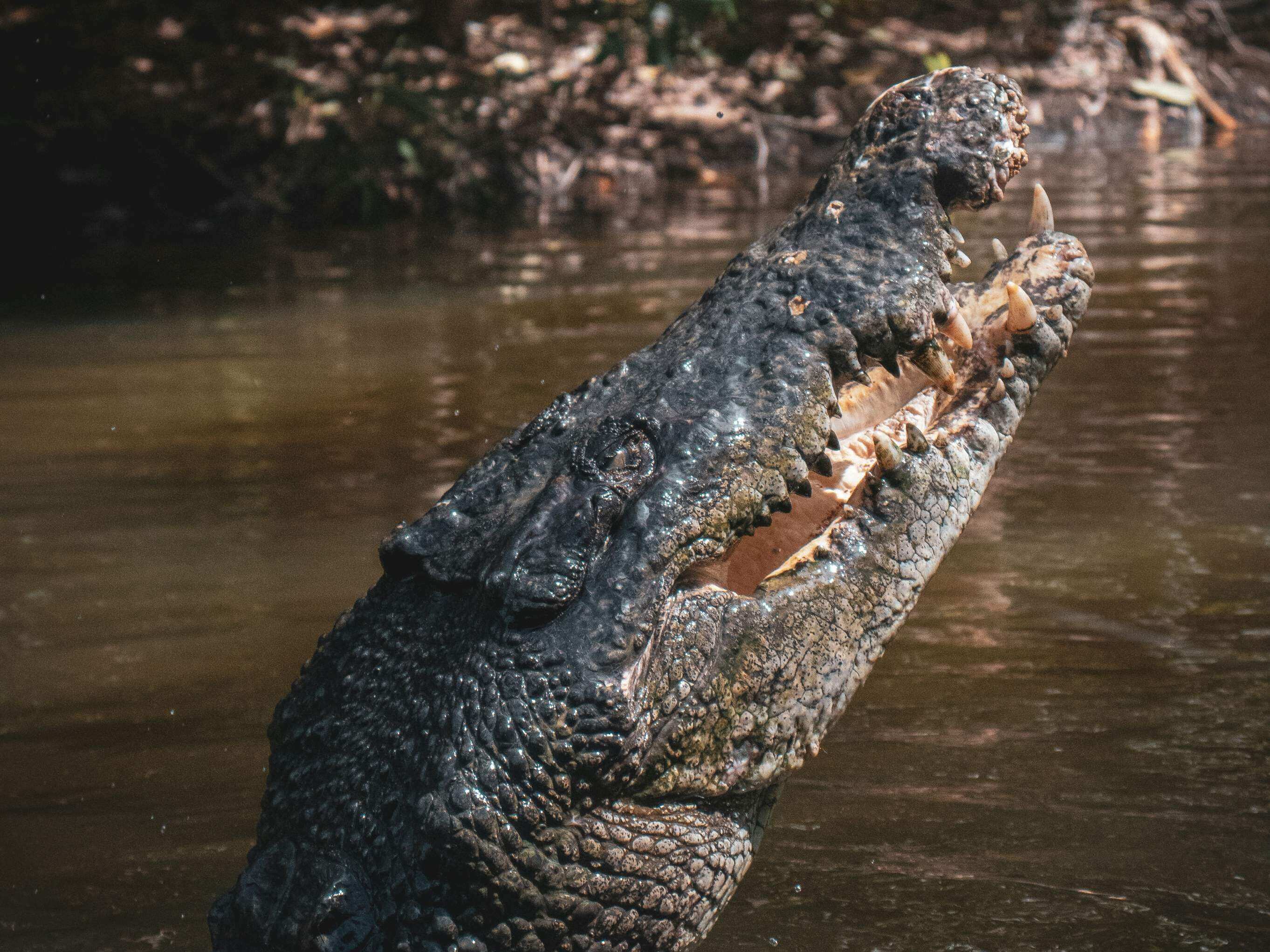 Oldest animal species that are still alive