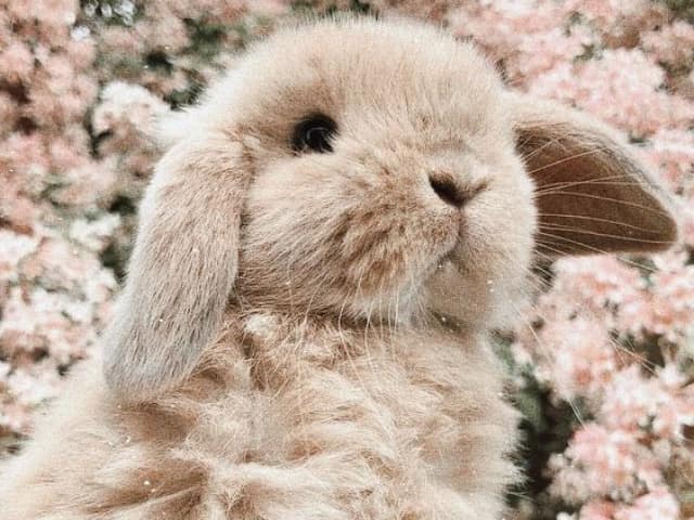 8 animals boasting the softest skin