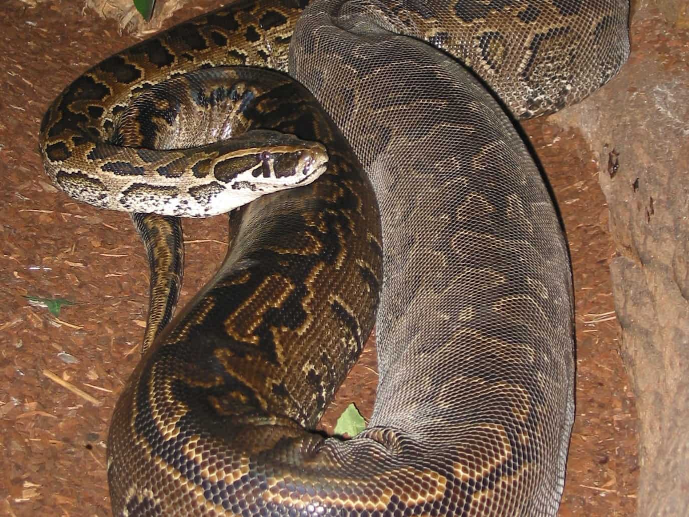 8 heaviest snakes in world