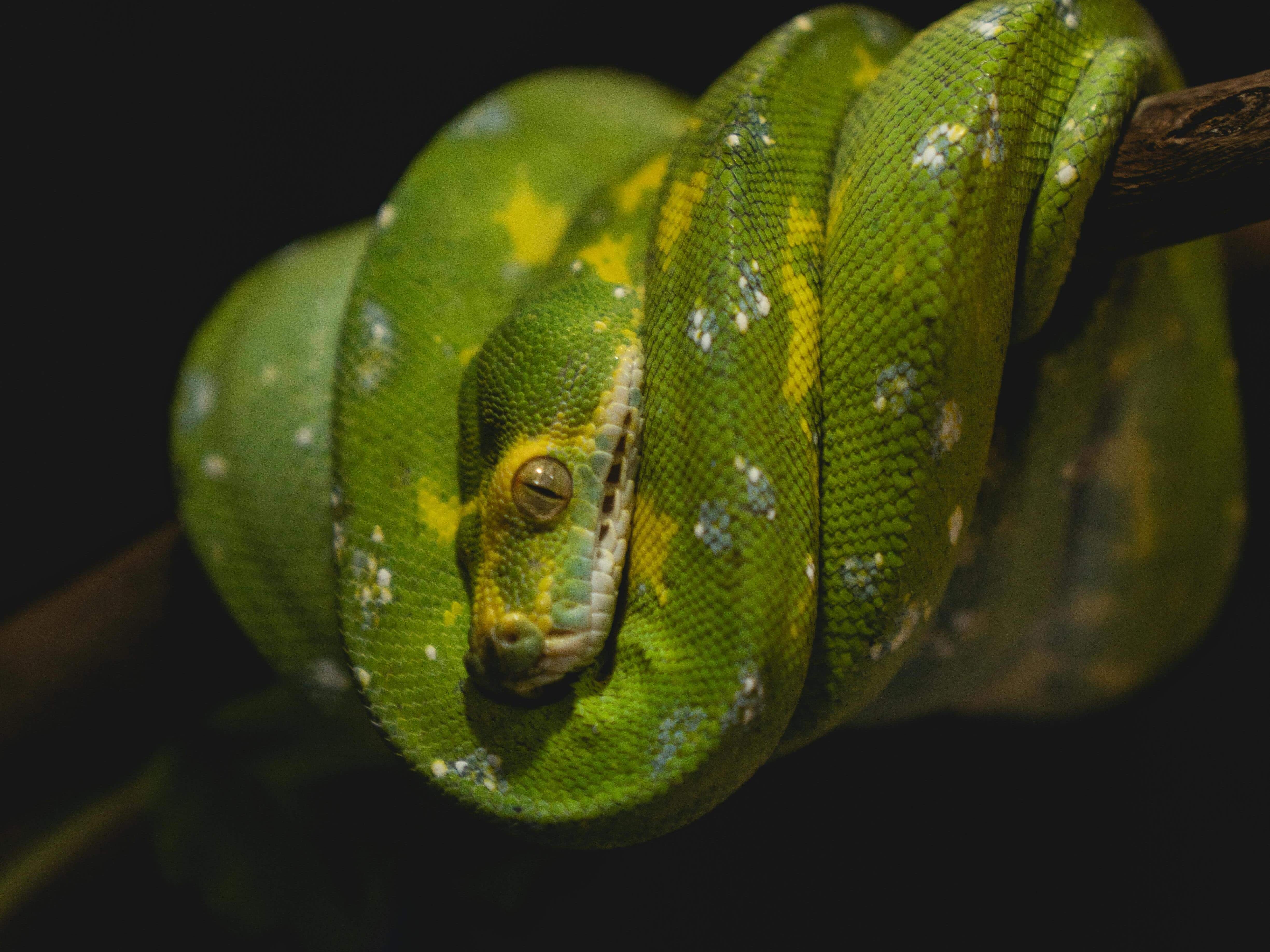 7 animals whose ears can't be seen