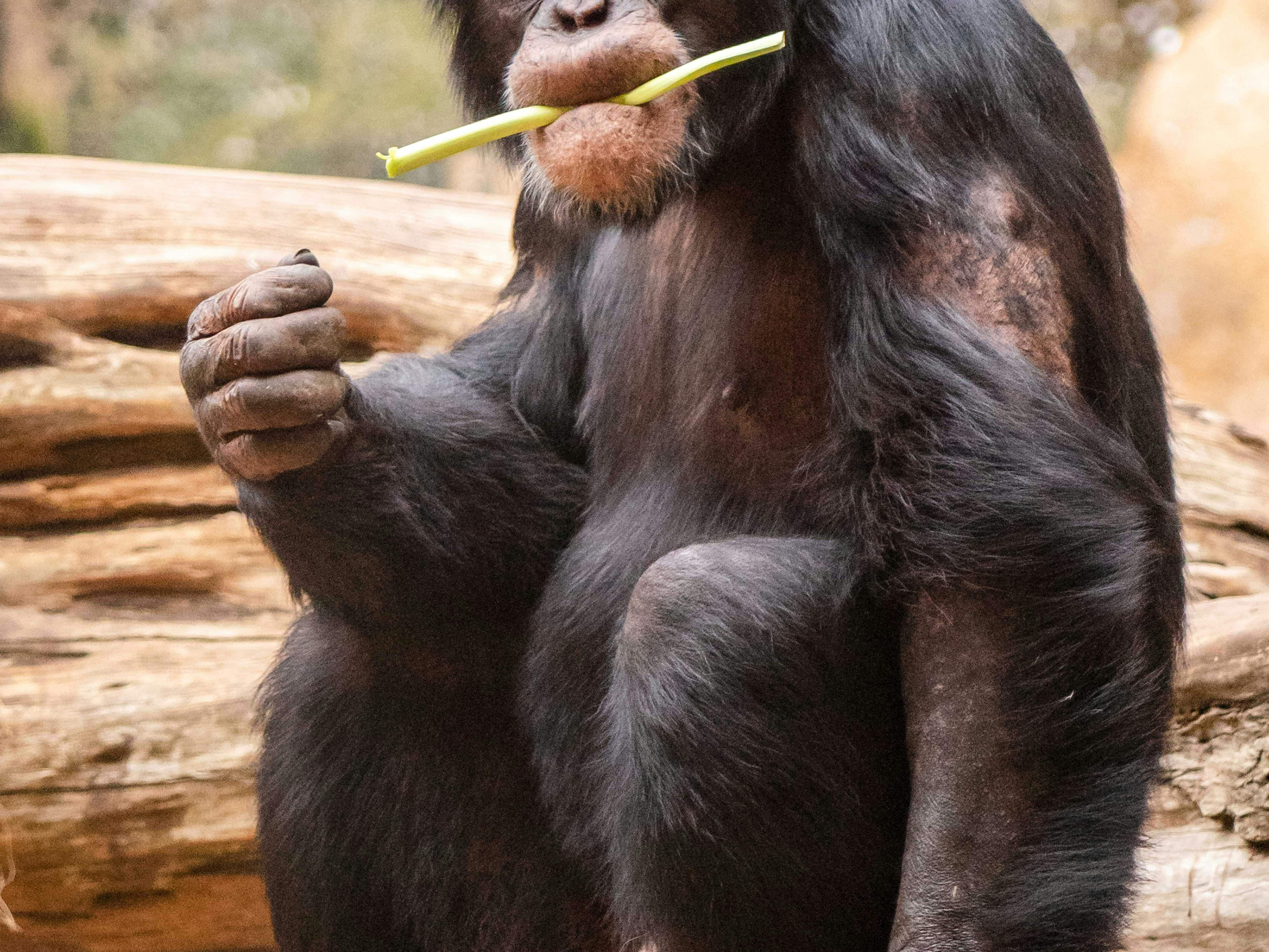 Animals that can walk on two legs