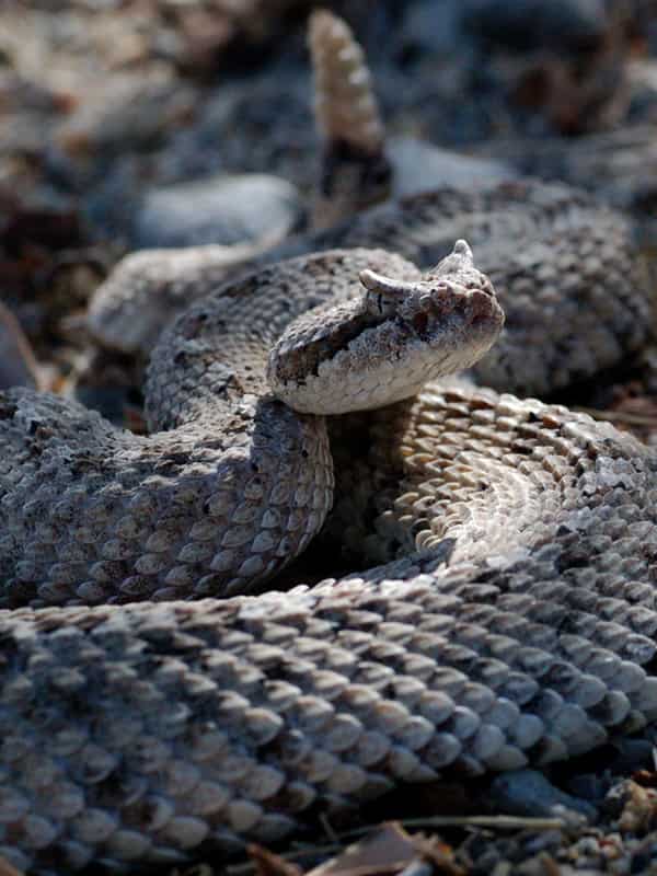 This is fastest snake in world, moves with a speed of...