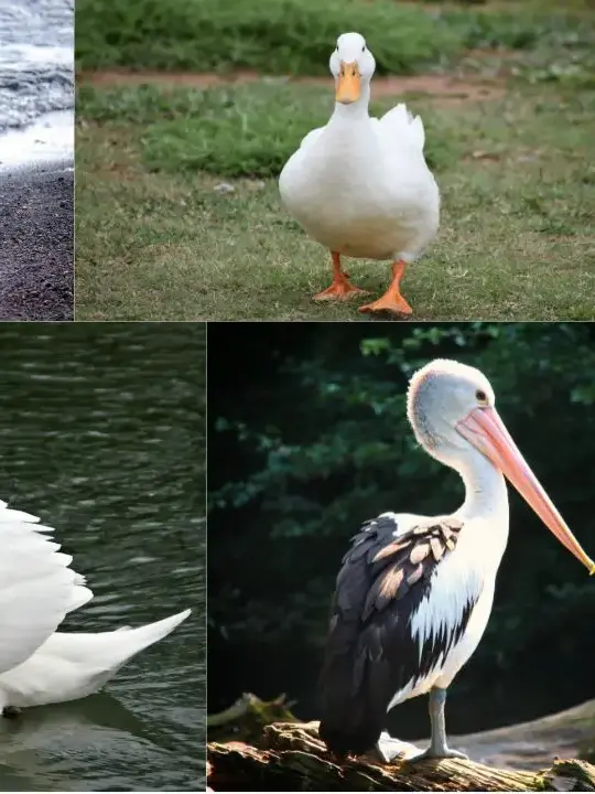 6 animals that can walk, swim and fly
