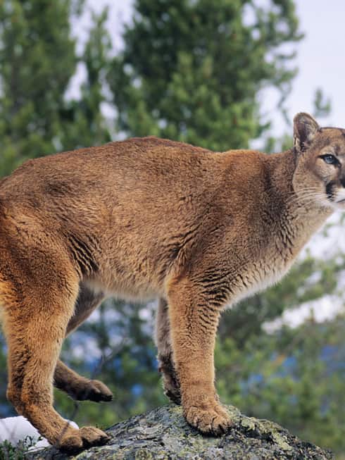 10 highest jumping animals