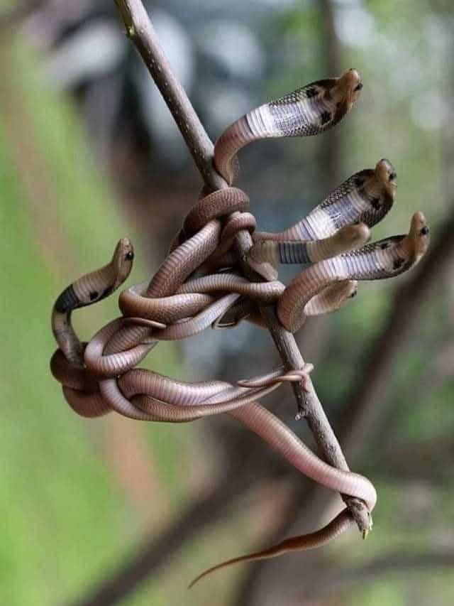 This place in India has no snakes, here's why